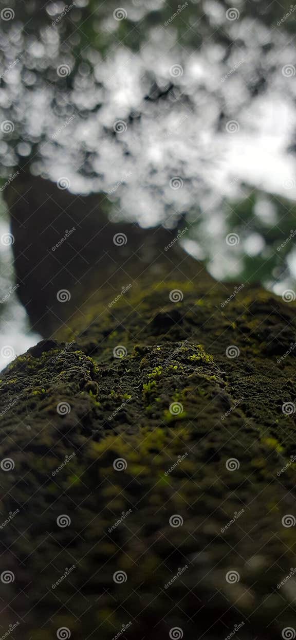 The Tree is Nurturing the Tree.. Stock Image - Image of geology, soil ...