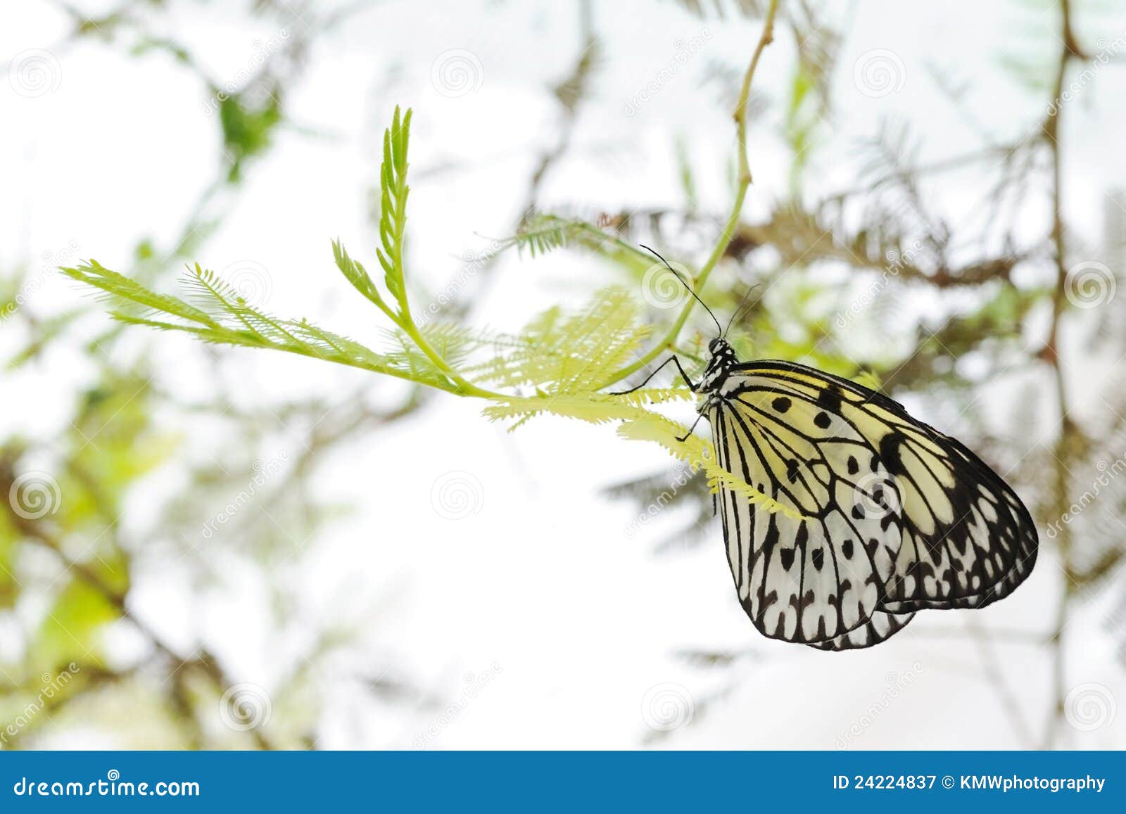Tree Nymph stock image. Image of elegant, heliconiid - 24224837