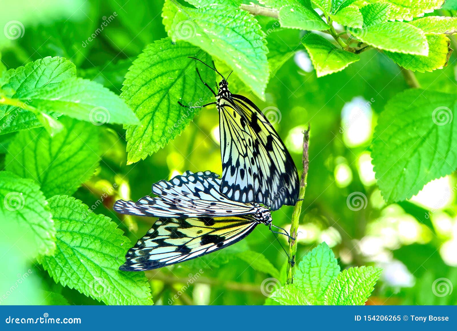 Tree Nymph Butterfly Stock Photography | CartoonDealer.com #24224840