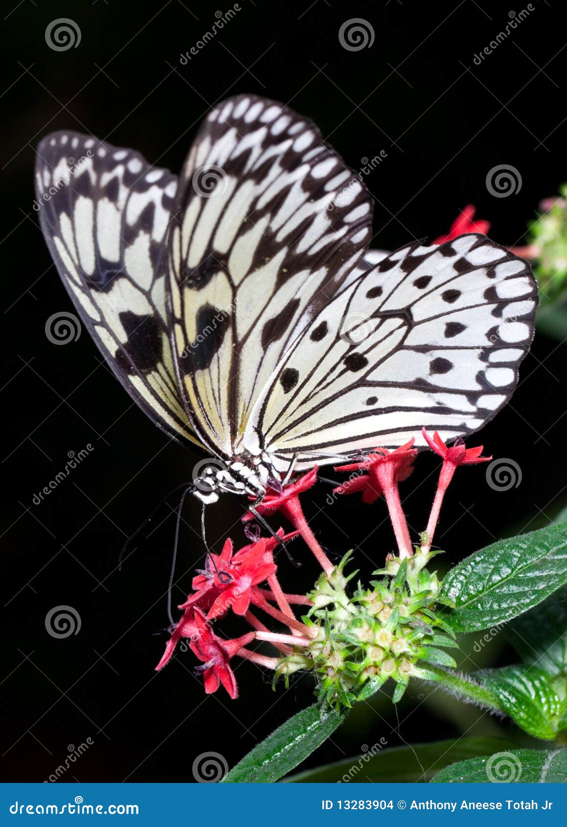 Tree Nymph Butterfly Royalty-Free Stock Photo | CartoonDealer.com #90829887