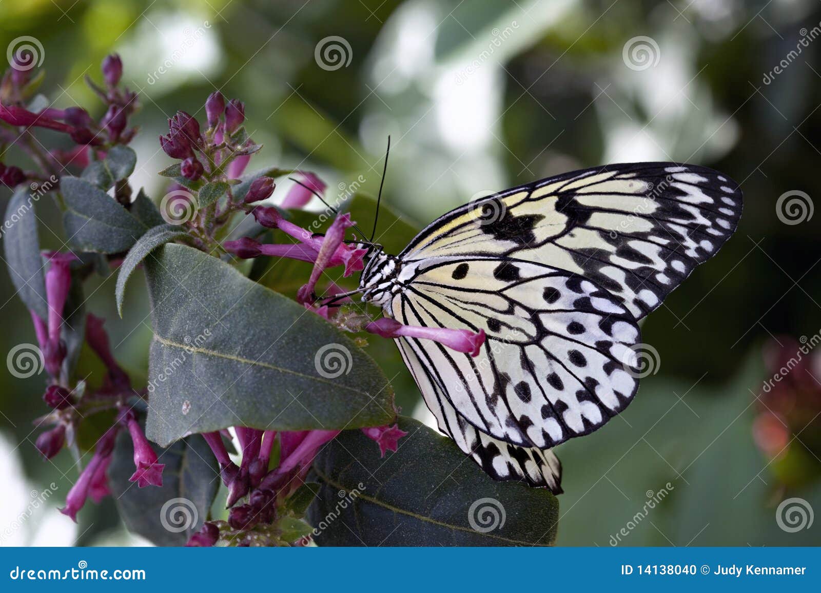 Tree Nymph butterfly stock photo. Image of flower, growth - 14138040