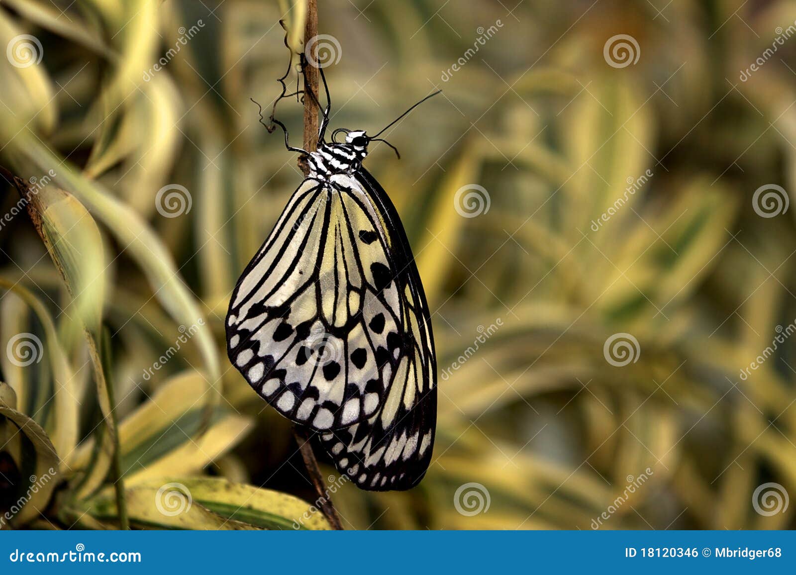 Tree Nymph butterfly stock photo. Image of calm, petal - 18120346