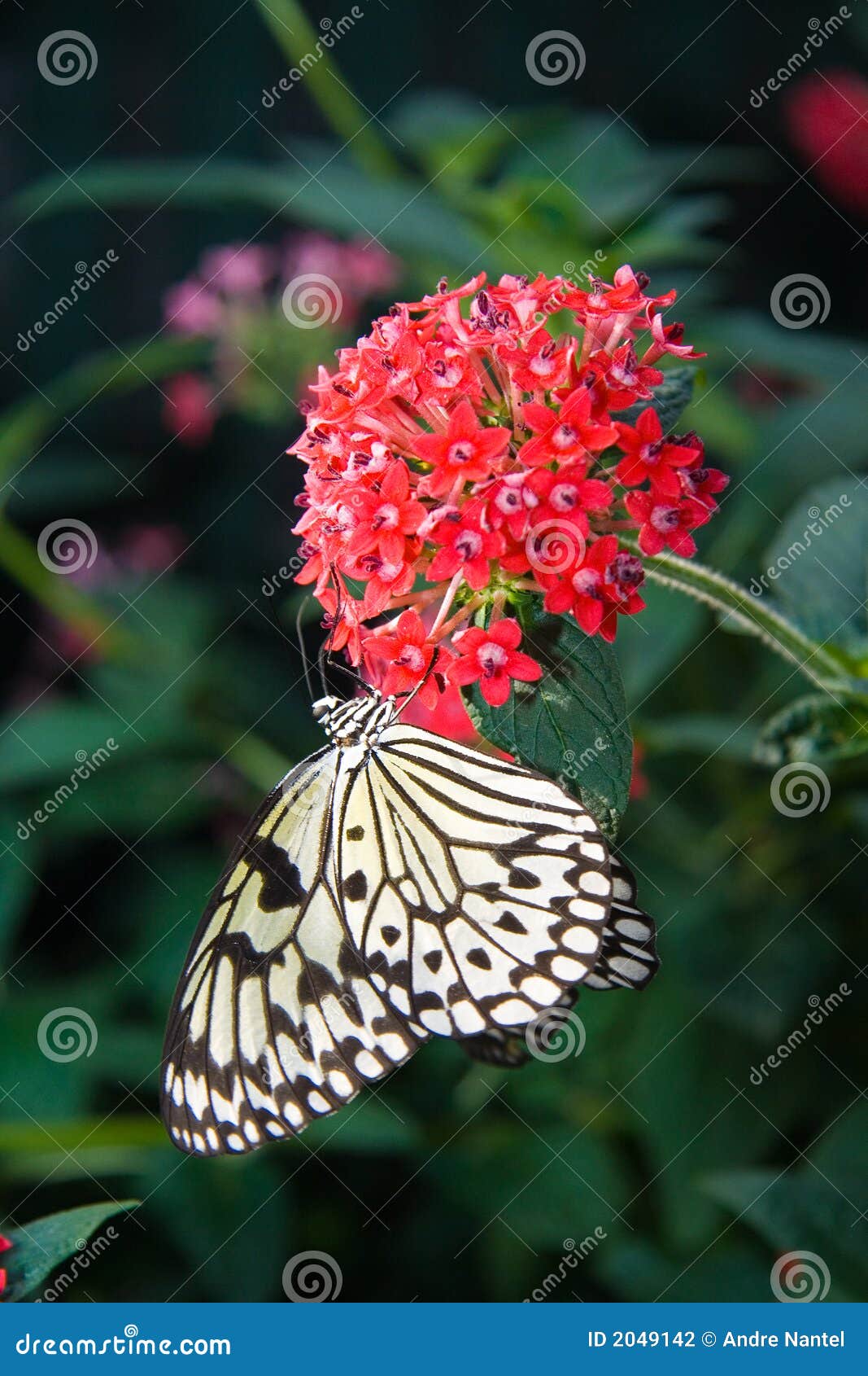 Tree Nymph Butterfly, Idea Leuconoe Royalty-Free Stock Photography ...