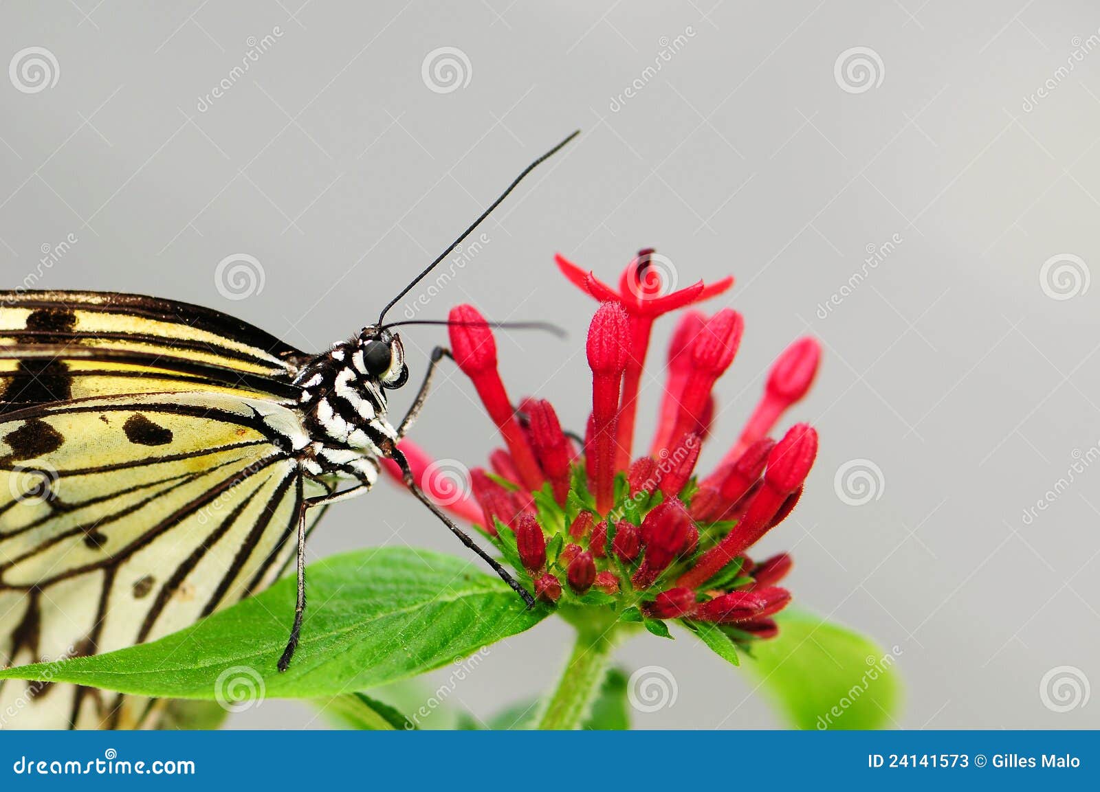 Tree Nymph Butterfly stock image. Image of flower, closeup - 24141573