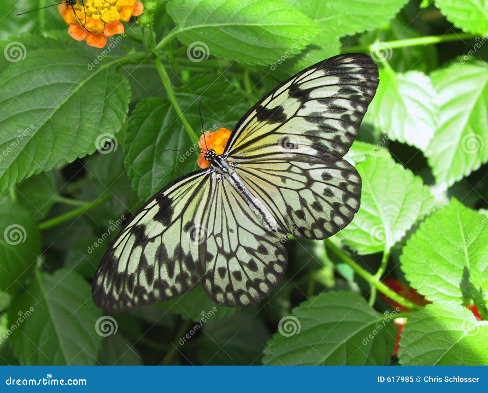 Tree Nymph Butterfly stock image. Image of striped, delicate - 617985