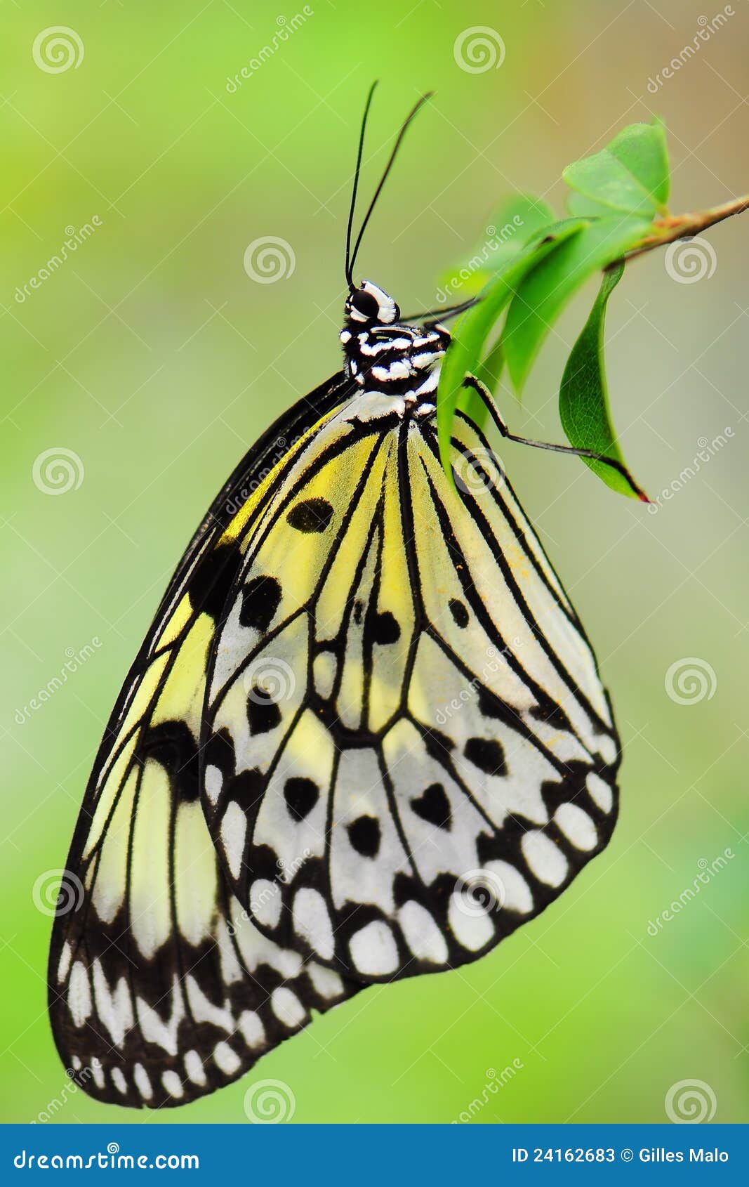 Tree Nymph Butterfly on Blurred Background Stock Image - Image of ...