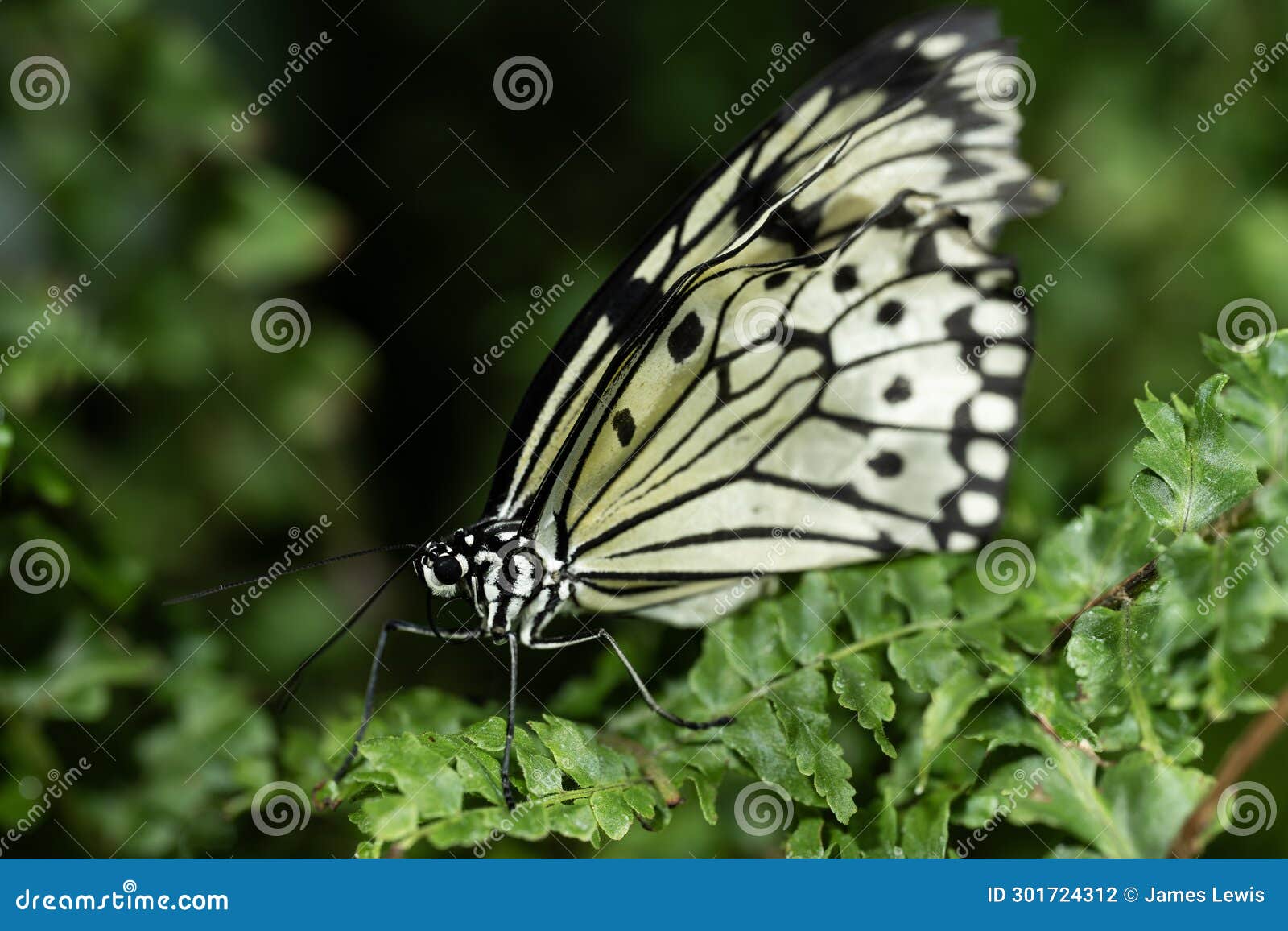Tree Nymph Butterfly stock photo. Image of brushfooted - 301724312