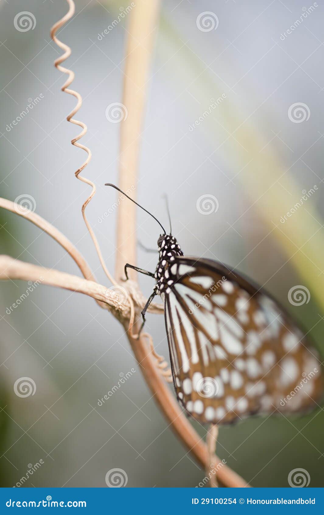 Tree Nymph Butterfly Idea Leuconoe Stock Photo - Image of insect ...