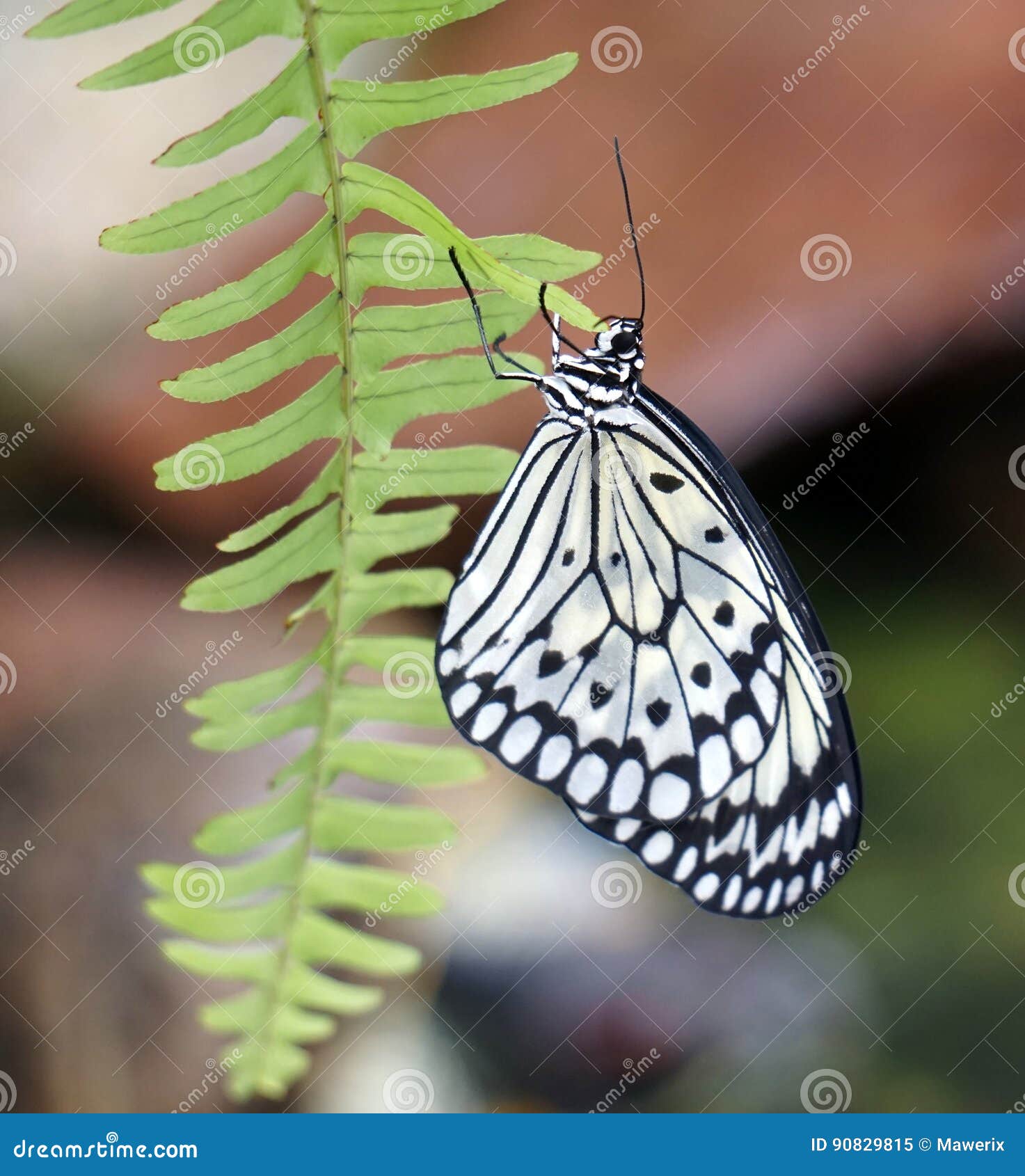 Tree nymph butterfly stock image. Image of wing, kite - 90829815