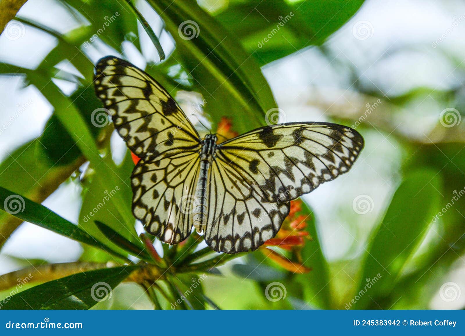 Tree Nymph Butterfly Posing on a Branch Stock Photo - Image of branch ...