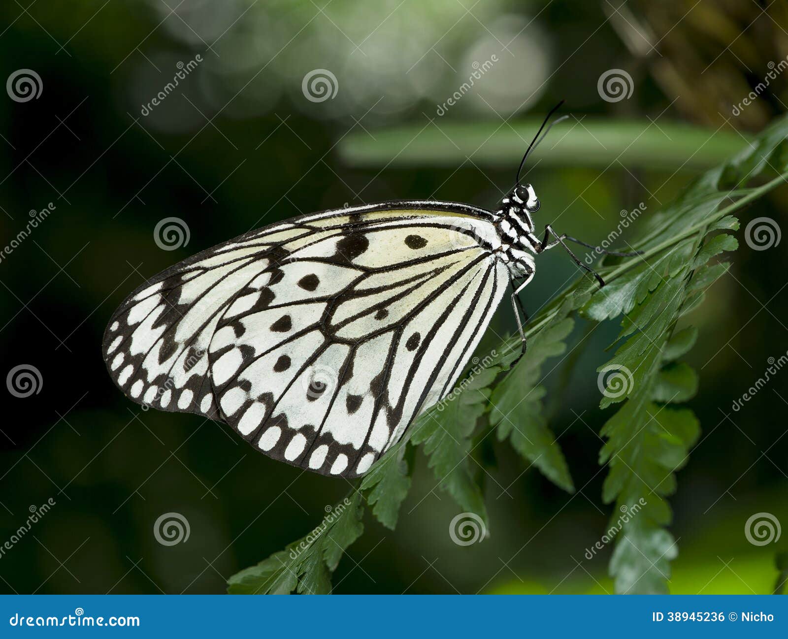 Tree Nymph Butterfly. stock photo. Image of spotted, insect - 38945236