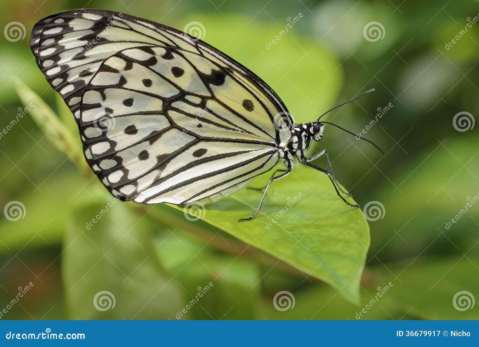 Tree Nymph Butterfly. stock image. Image of outdoors - 36679917