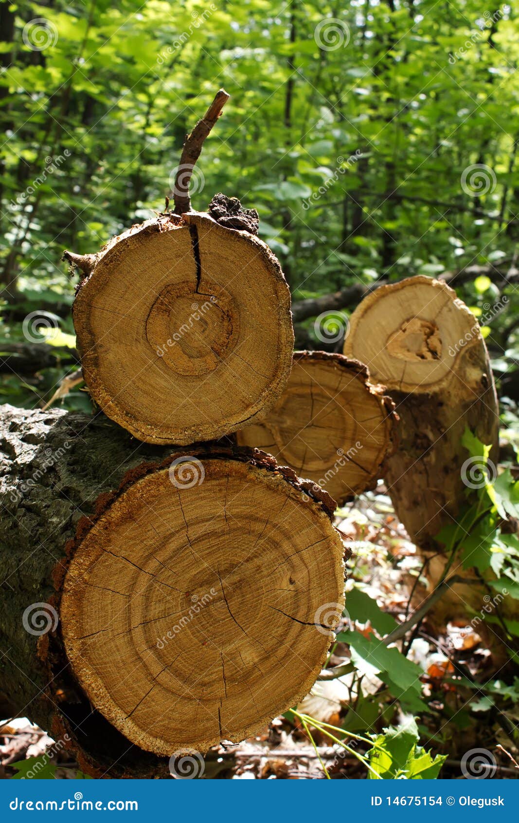 Tree oak cut stock photo. Image of nature, textures, background - 14675154