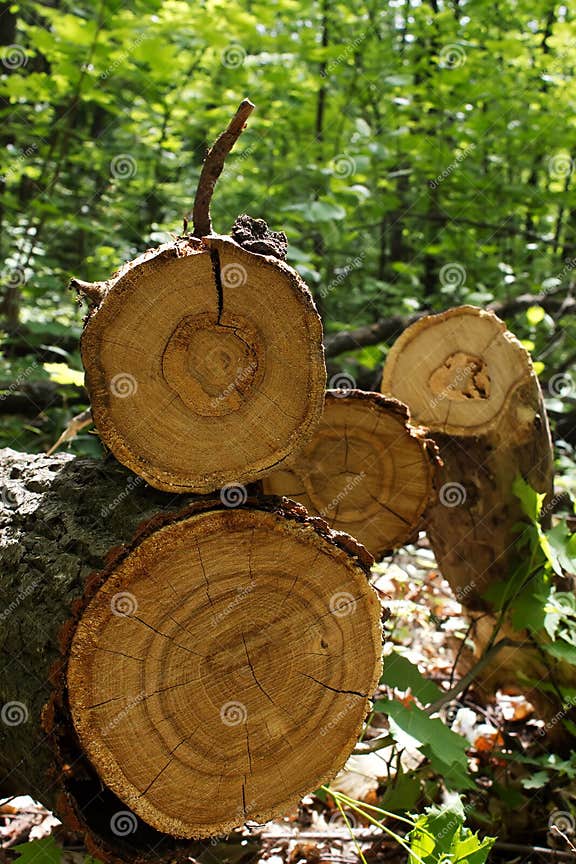 Tree oak cut stock photo. Image of nature, textures, background - 14675154