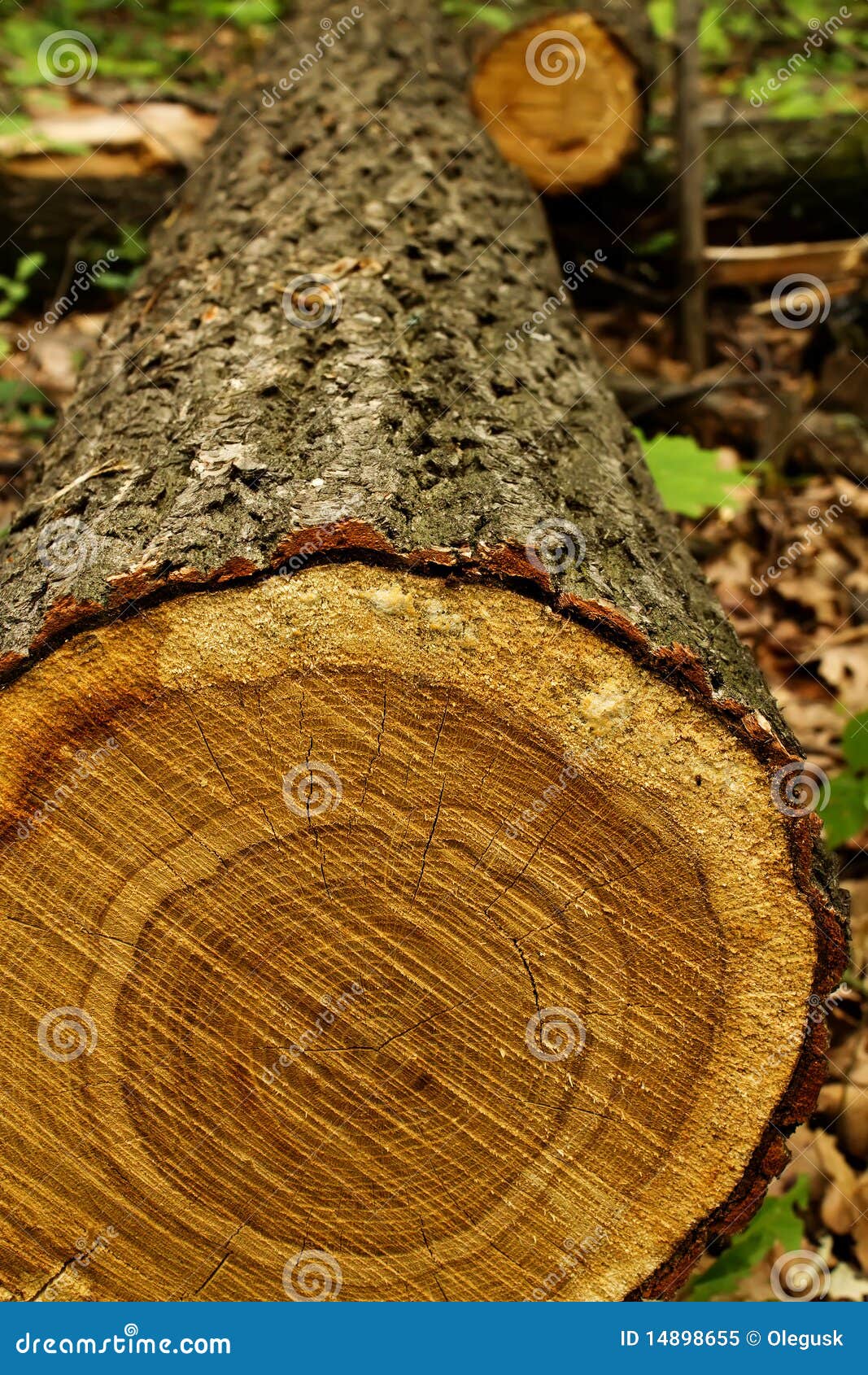 Tree oak cut stock image. Image of cutting, grade, nature - 14898655