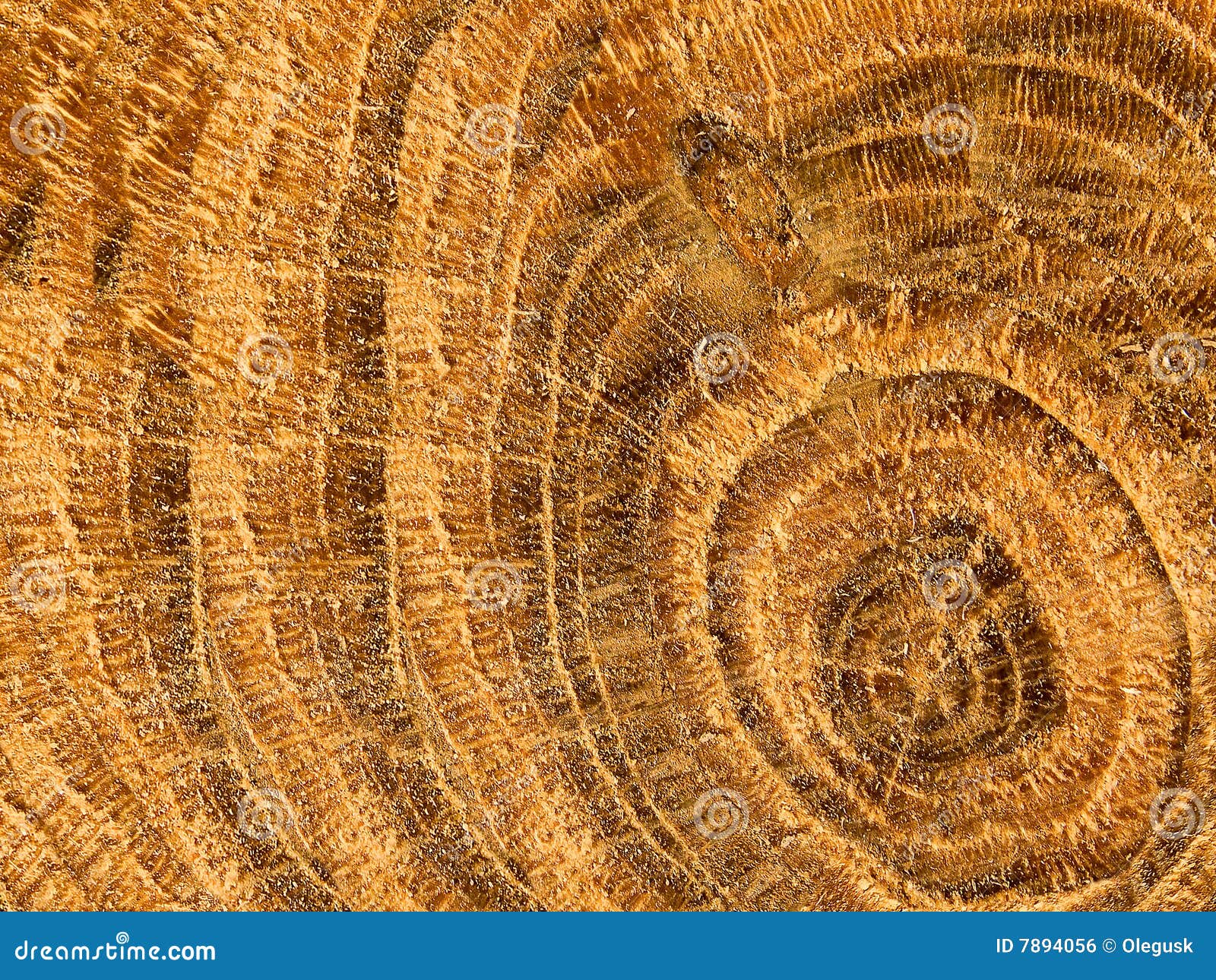 Tree an Oak Internal a Structure Stock Photo - Image of internal, rings ...