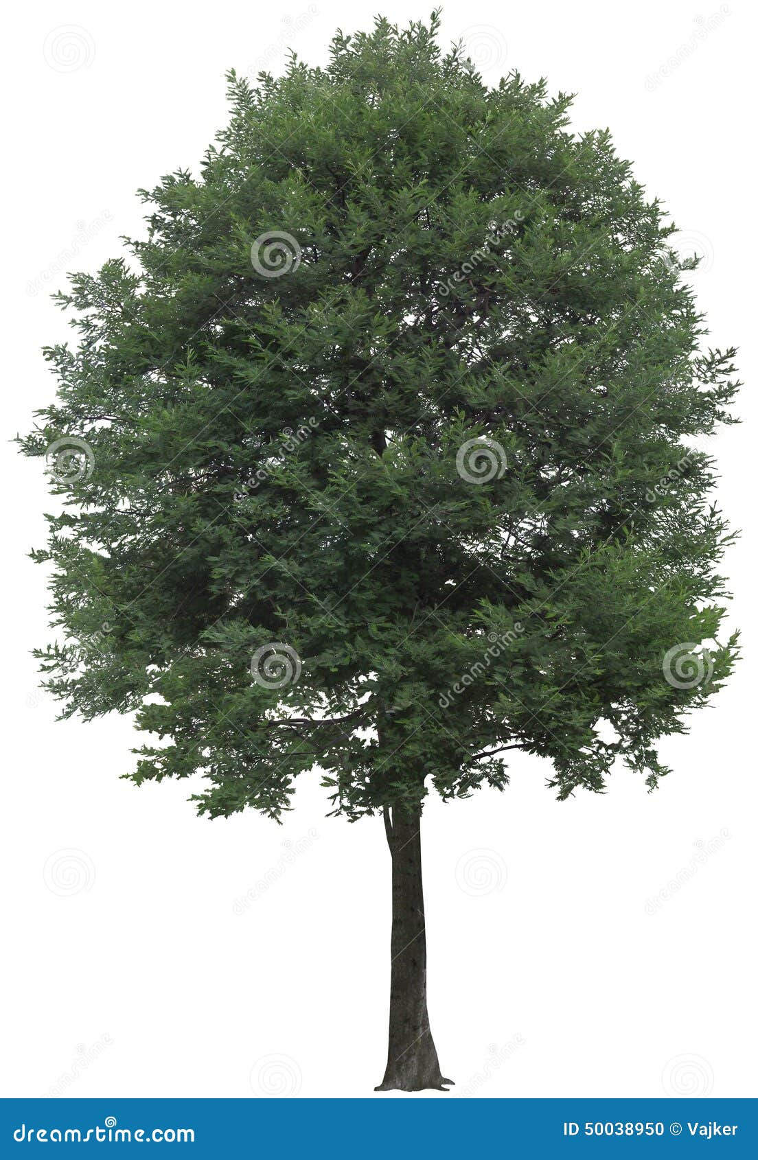 Tree,oak, Plants, Nature, Green, Summer, Leafy, Greenery Stock Photo ...