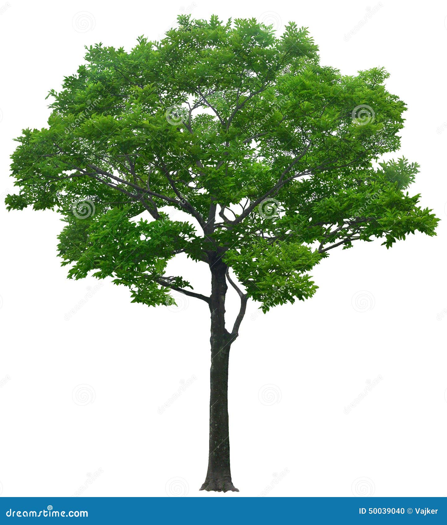 Tree,oak, Plants, Nature, Green, Summer, Leafy, Greenery Stock Photo ...