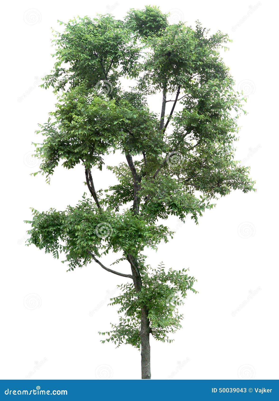 Tree,oak, Plants, Nature, Green, Summer, Leafy, Greenery Stock Image ...