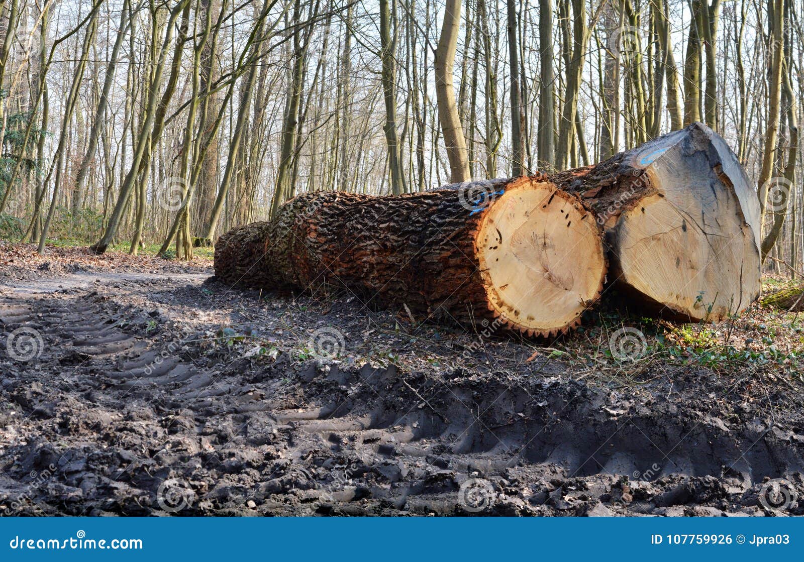 Tree oak trunks cut stock photo. Image of dirty, damage - 107759926