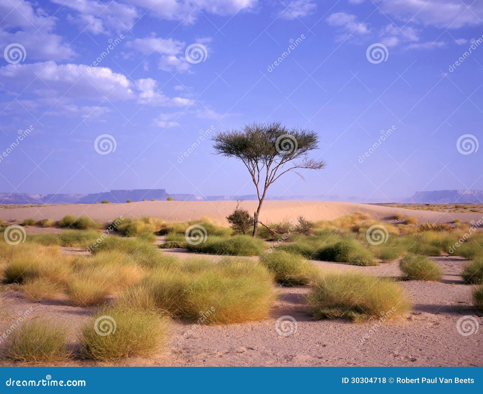 Tree at an Oasis at the Arab Desert Stock Photo - Image of desert, hill ...