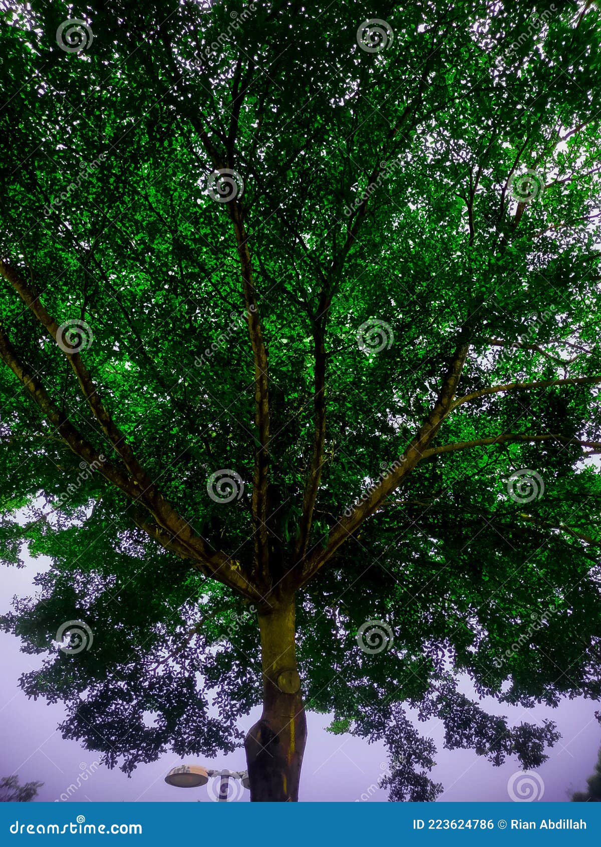 Tree Object with Lush Leaves Stock Photo - Image of leaves, nature ...