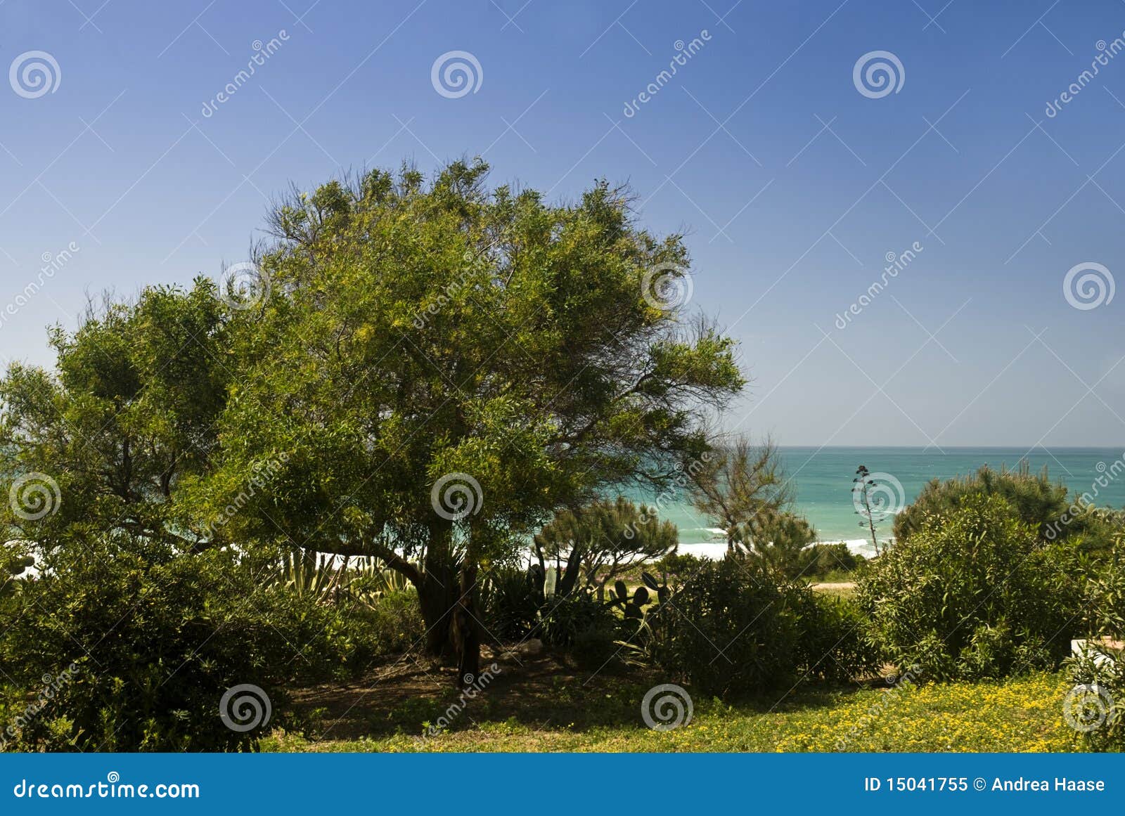 Tree and ocean stock image. Image of panoramic, travel - 15041755