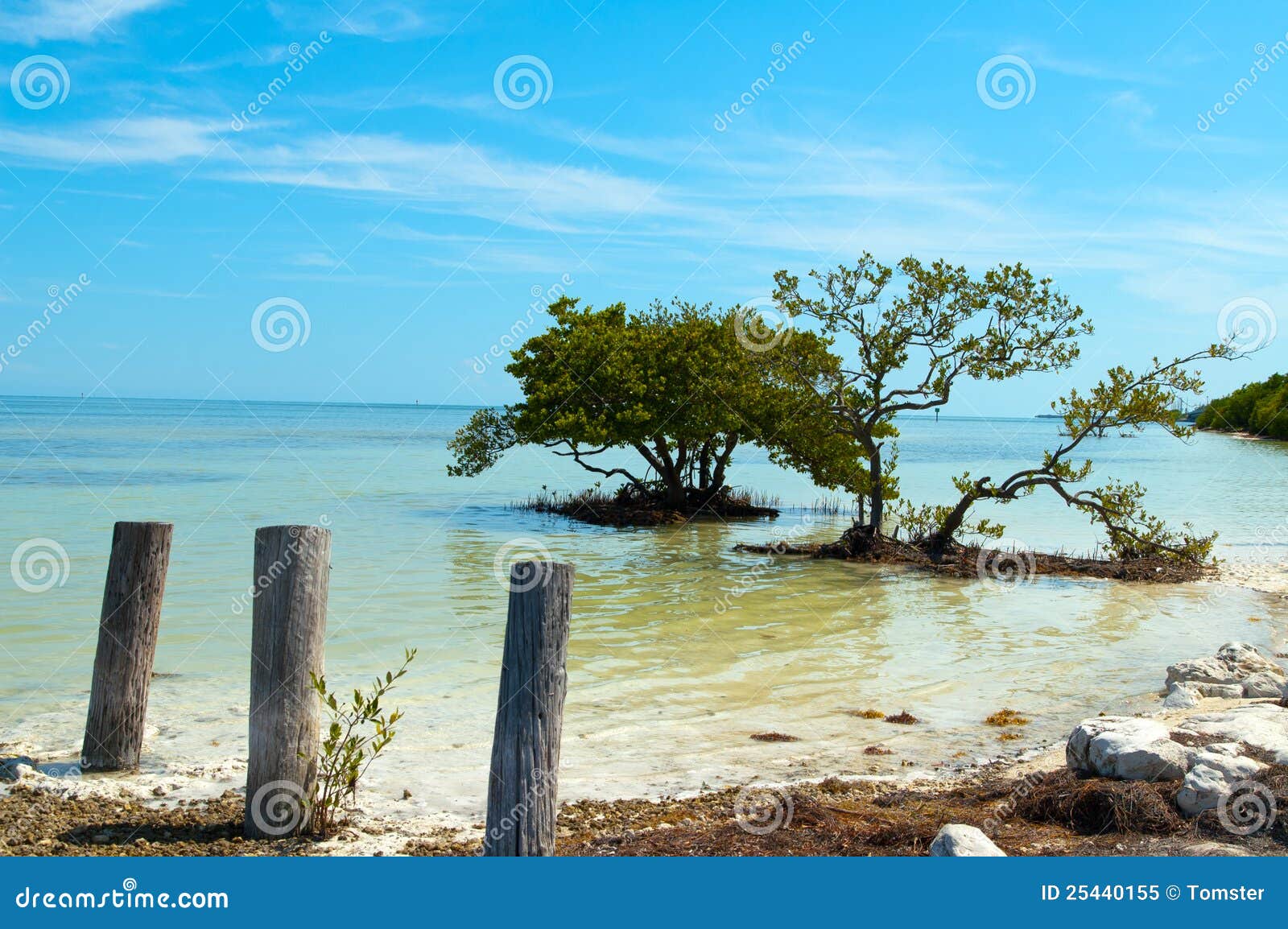 Tree in the ocean stock image. Image of keys, horizon - 25440155