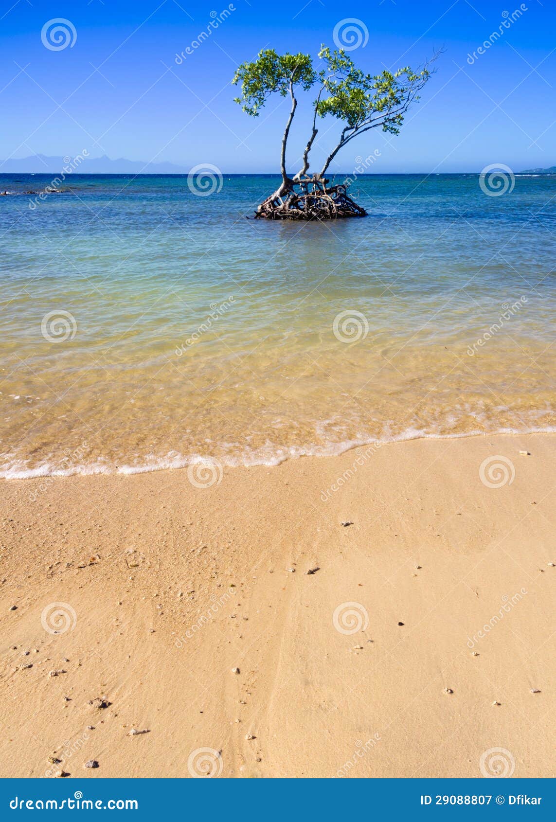 Tree in the Ocean stock image. Image of caribbean, coastal - 29088807