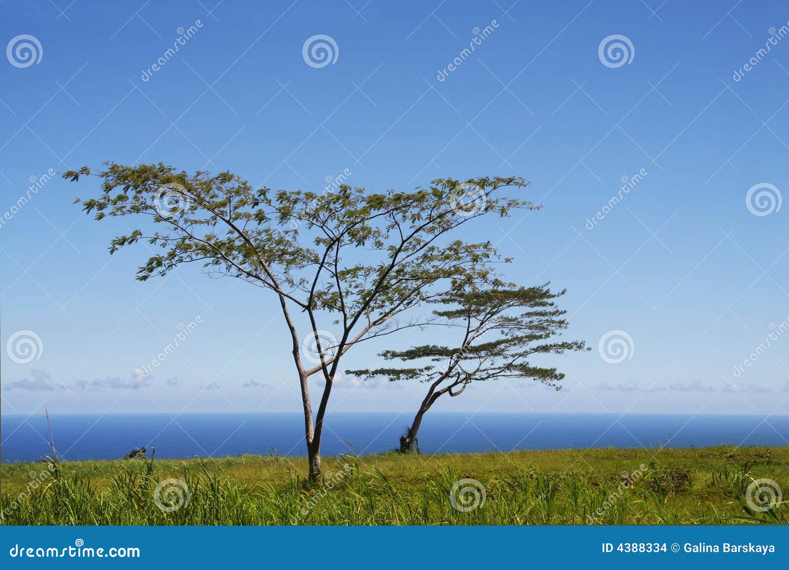 Tree by the ocean stock photo. Image of green, calmness - 4388334