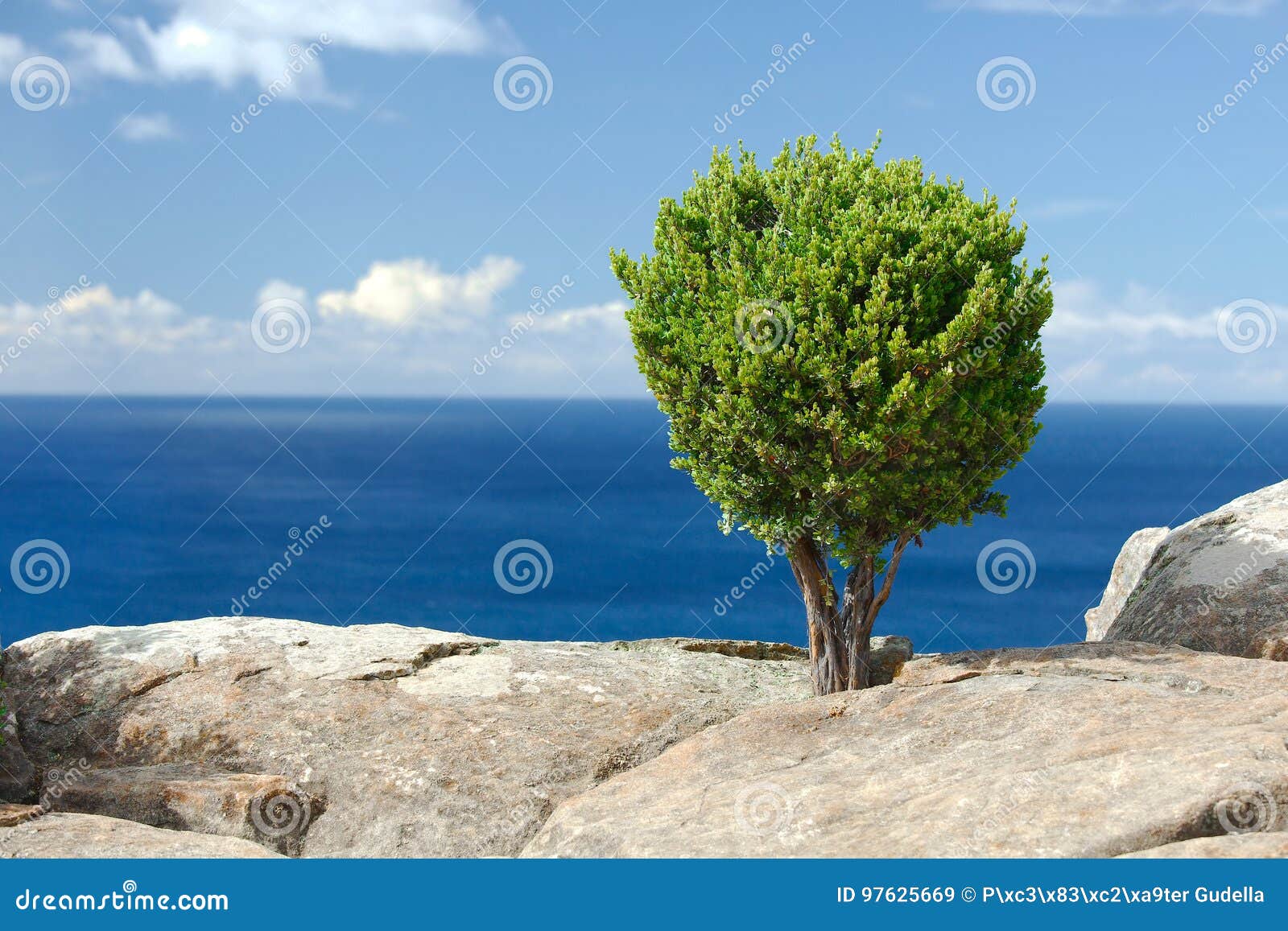Tree on ocean cliff stock image. Image of endure, harsh - 97625669