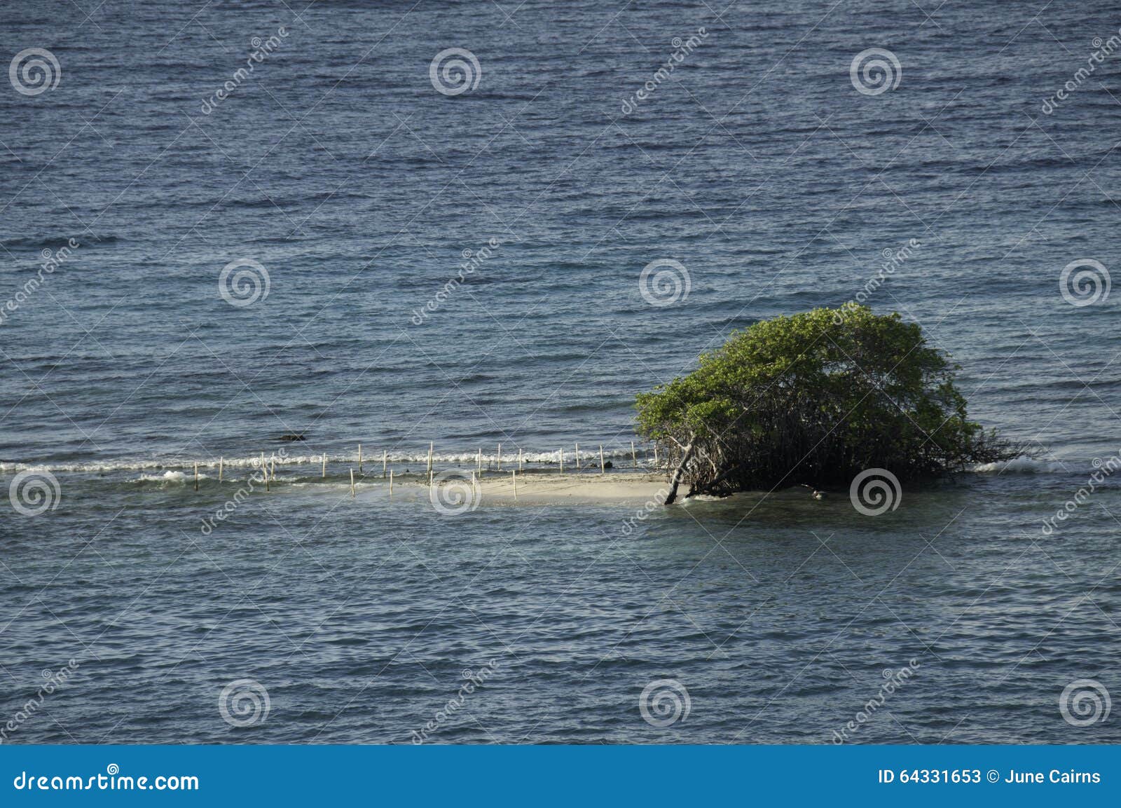 Tree in the ocean stock image. Image of waves, tree, green - 64331653