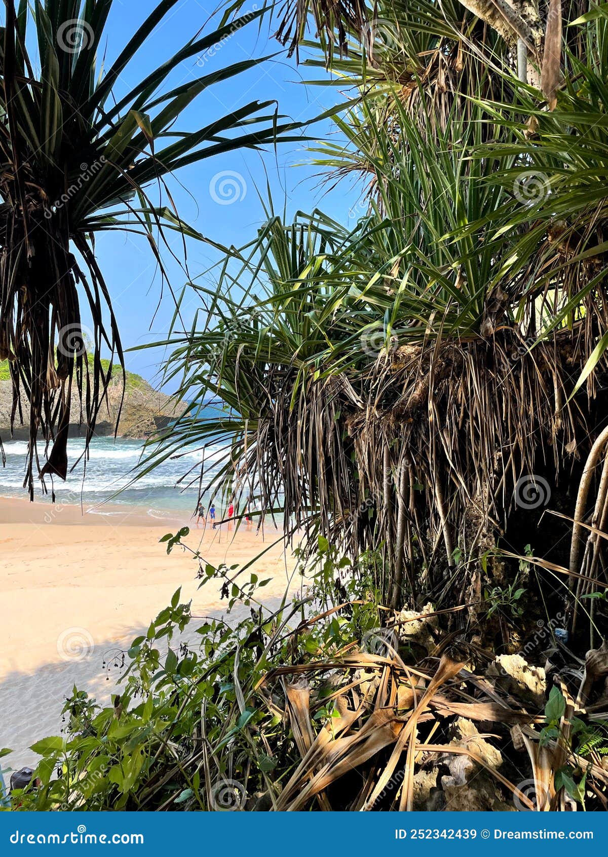 Tree ocean island stock image. Image of caribbean, sand - 252342439