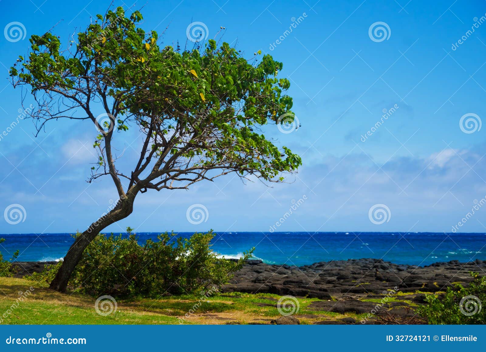 Tree by the ocean stock image. Image of nature, tropical - 32724121