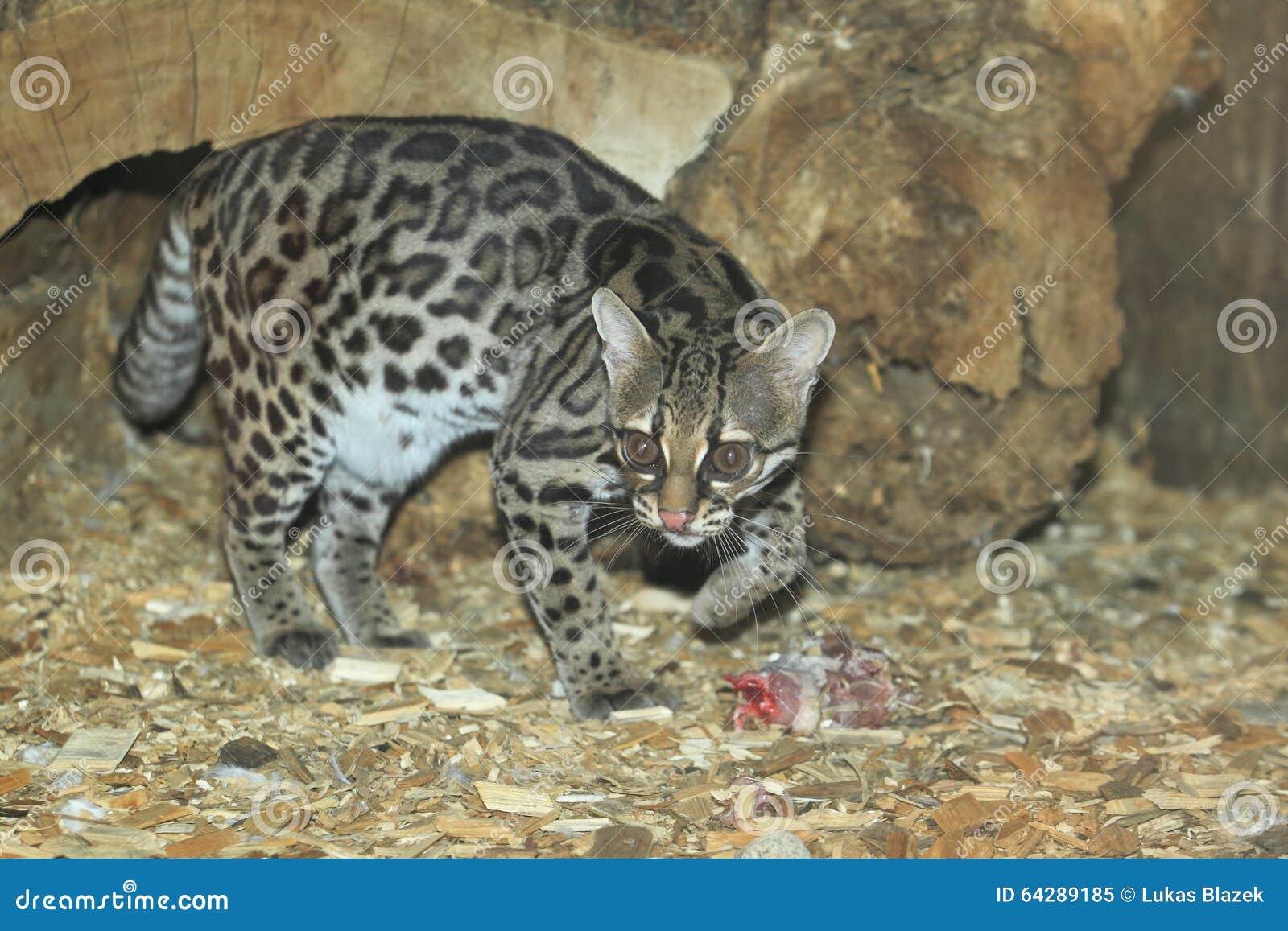 Tree ocelot stock image. Image of mammal, adult, animal - 64289185
