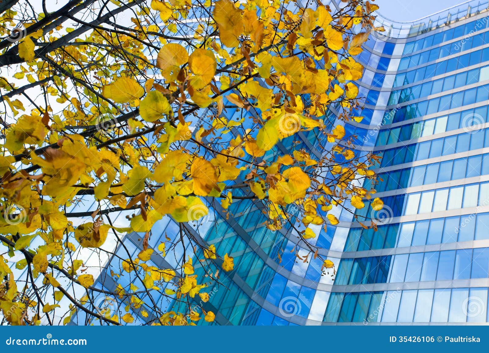 Tree in office building stock photo. Image of tree, nature - 35426106