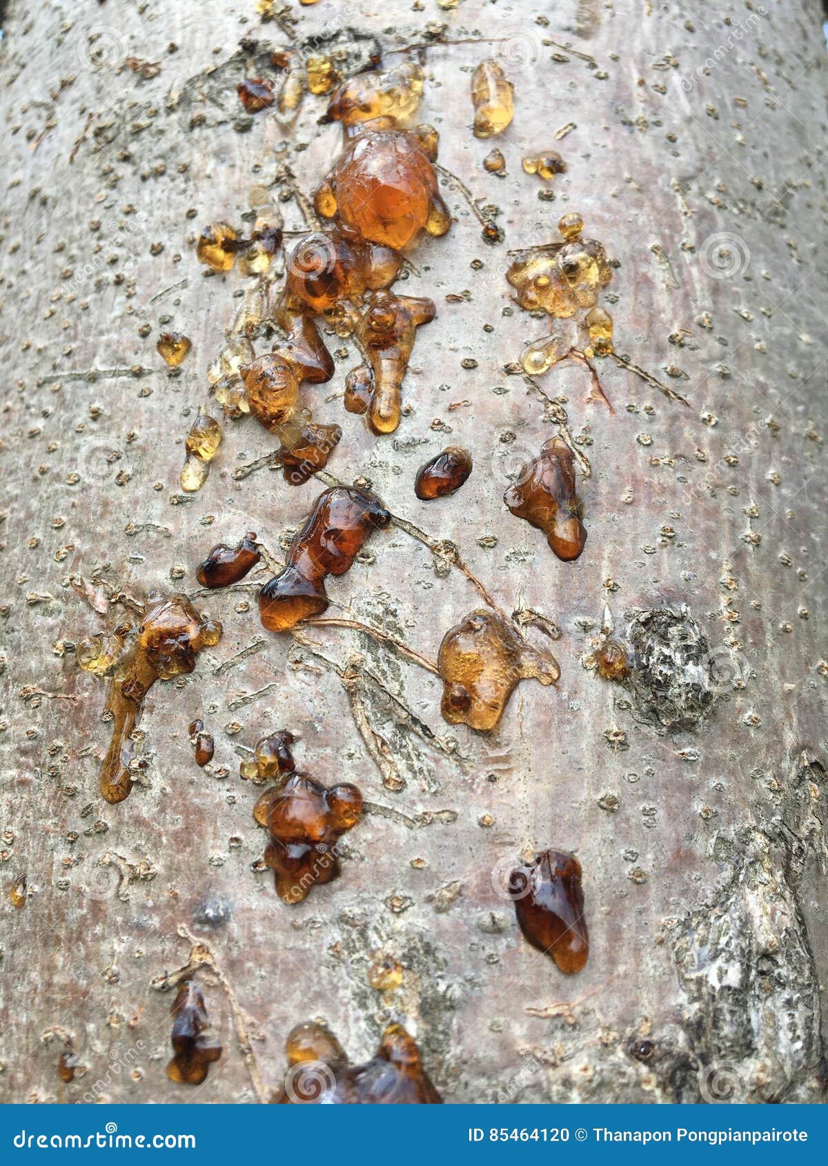 Tree oil stock photo. Image of graden, tree, resin, thailand - 85464120
