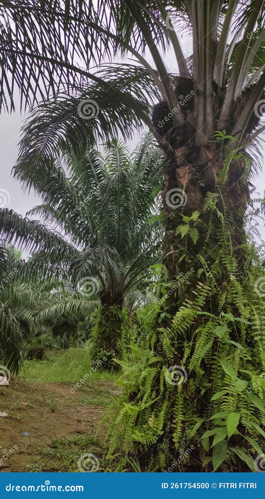 Tree of Oil Palm in a Village Stock Photo - Image of jungle, vegetation ...