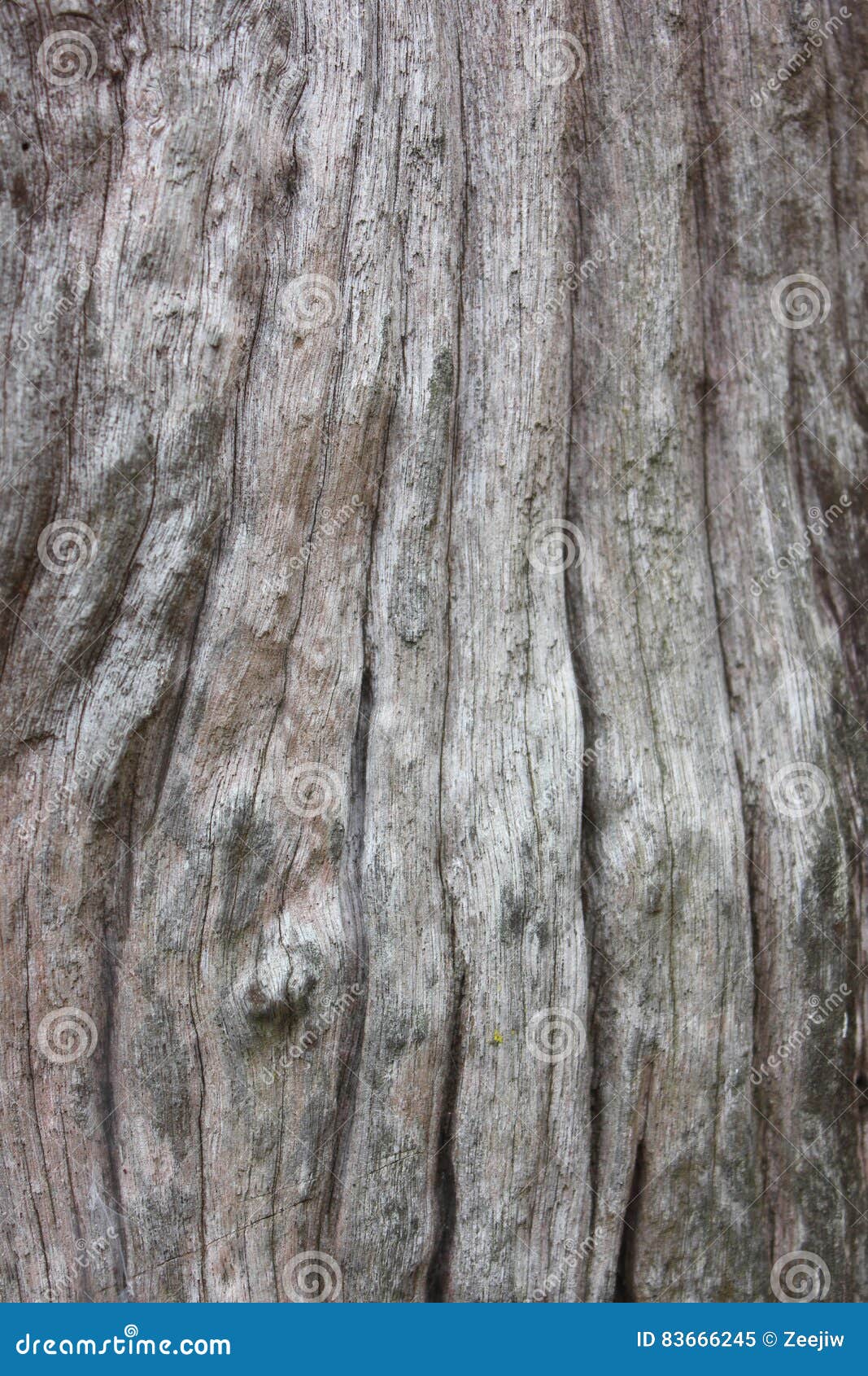 Tree old bark texture stock image. Image of wood, pattern - 83666245