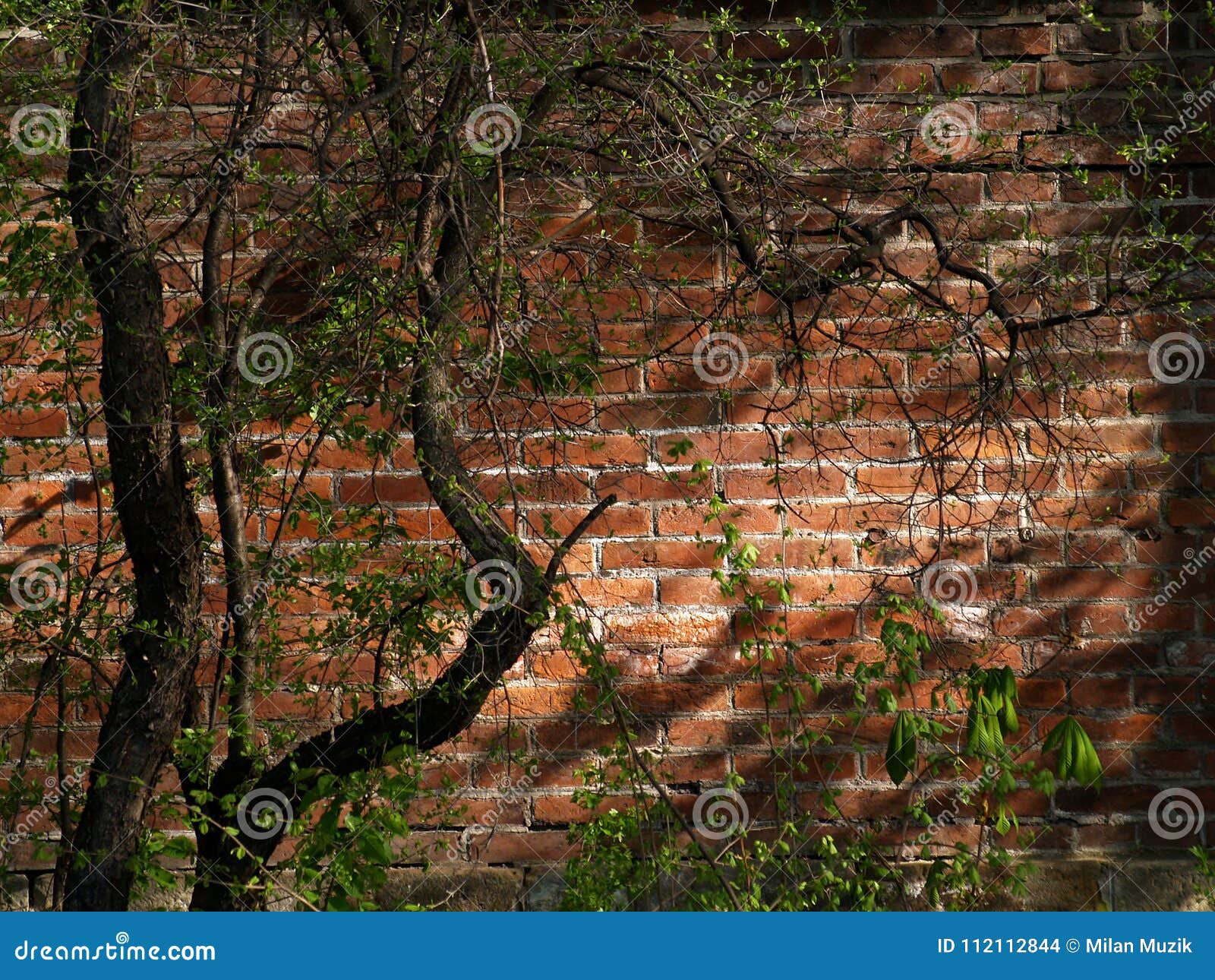 Tree on an old brick wall stock photo. Image of sunshine - 112112844
