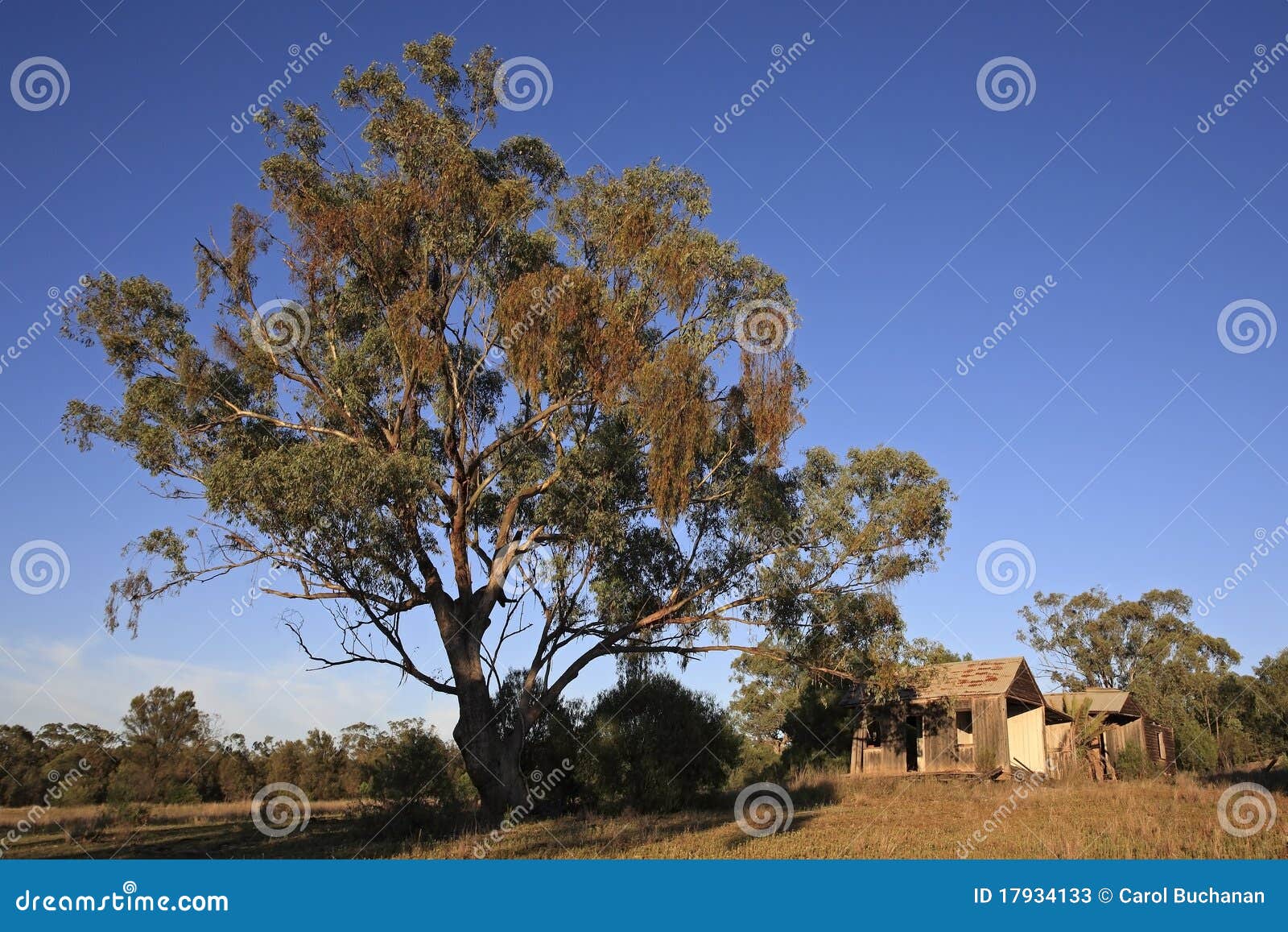Tree and old Shack stock image. Image of shack, blue - 17934133