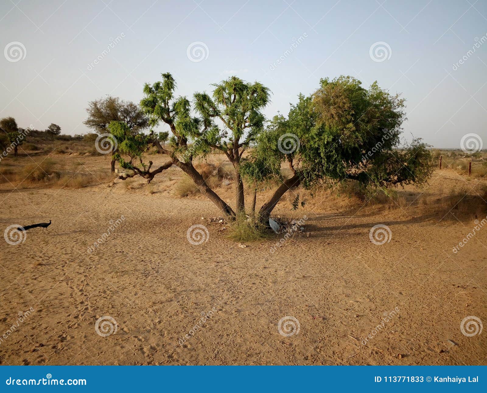 Tree stock image. Image of tree, rajasthan, sand, desert - 113771833