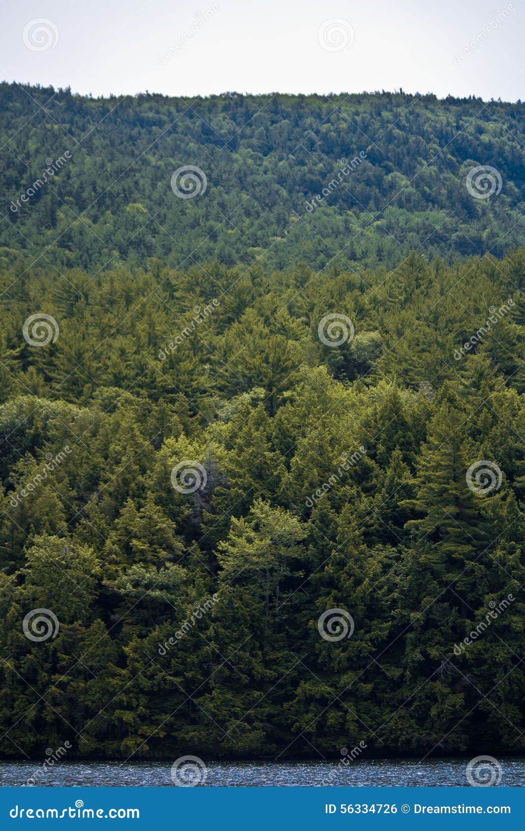 Tree Ombre stock photo. Image of tree, lake, abstract - 56334726
