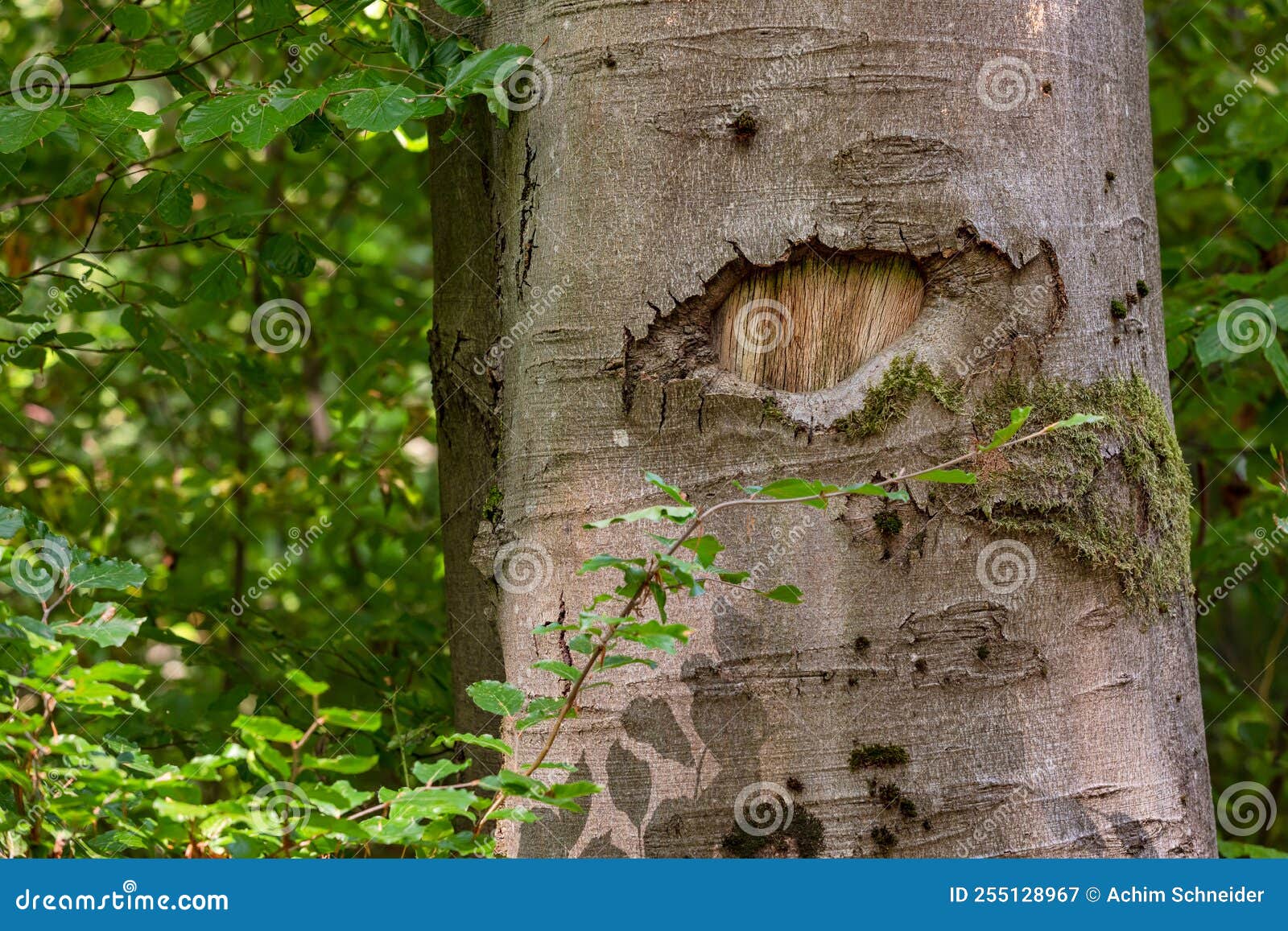 Tree with One Eye in a German Forest Stock Image - Image of bark ...
