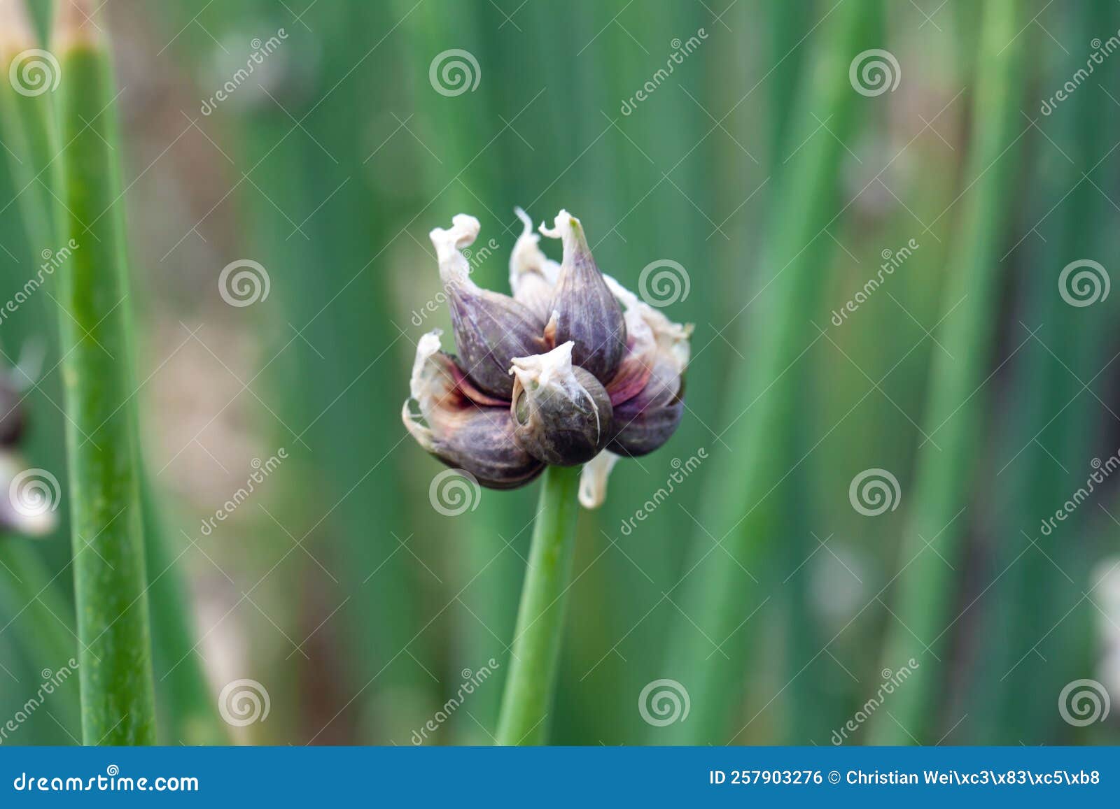 Tree Onion, Allium X Proliferum Stock Photo - Image of shallot ...