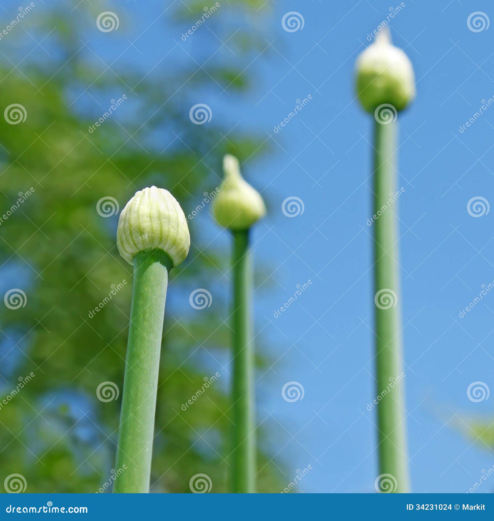 Tree onion buds stock photo. Image of herbal, allium - 34231024