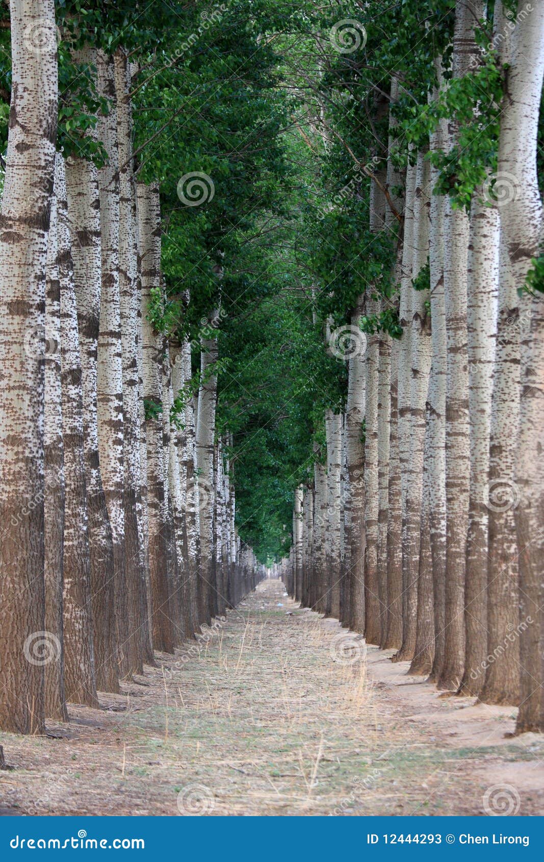 Tree open alley stock image. Image of country, alley - 12444293