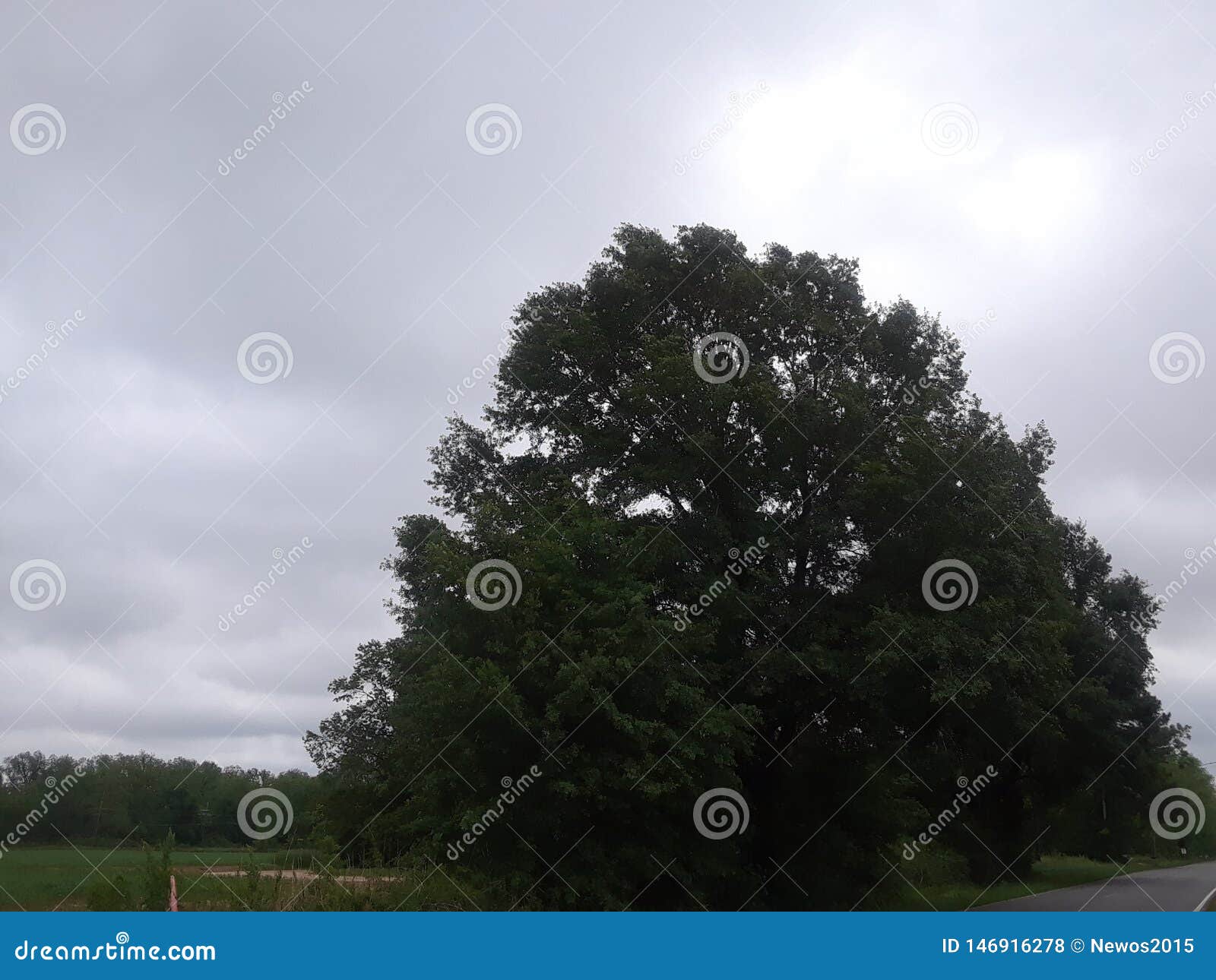 A Large Tree in the Open Field Stock Photo - Image of walls, field ...