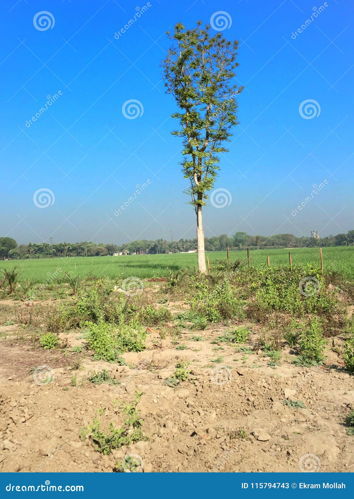 Tree stock image. Image of tree, open, field, blue - 115794743