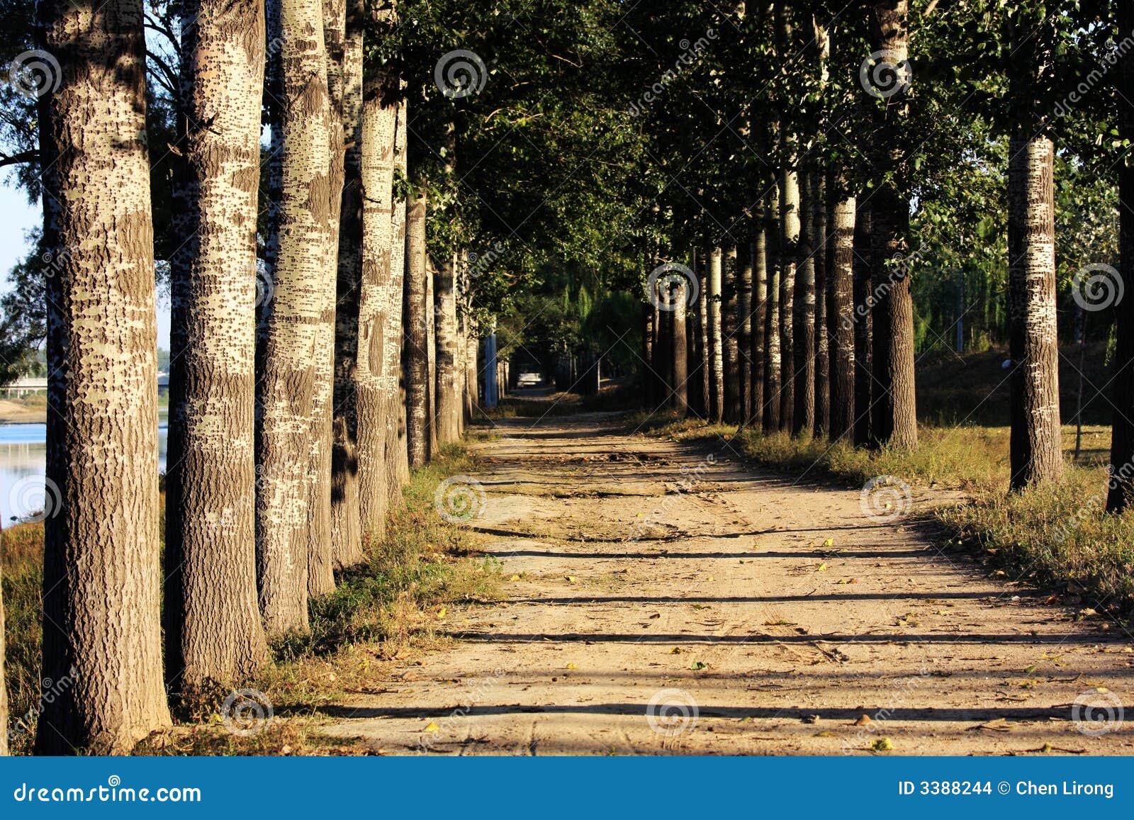 Tree open road stock photo. Image of line, background - 3388244
